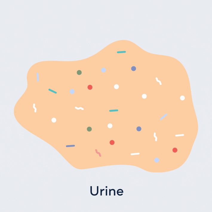 Ingredients – urineFREE